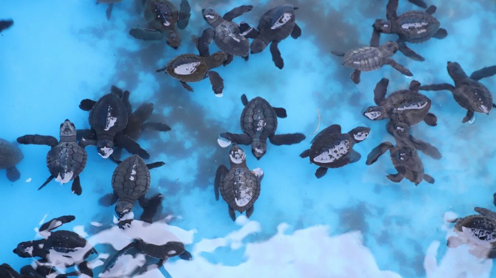 Penangkaran Penyu Pulau Pramuka Wisata Edukatif dan Konservasi Alam ...